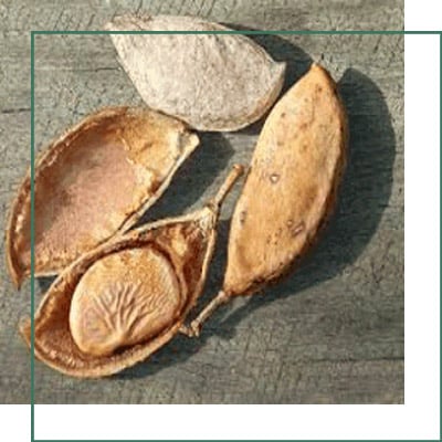 Karanj Extract Manufacturer - Supplier, India, Exporter