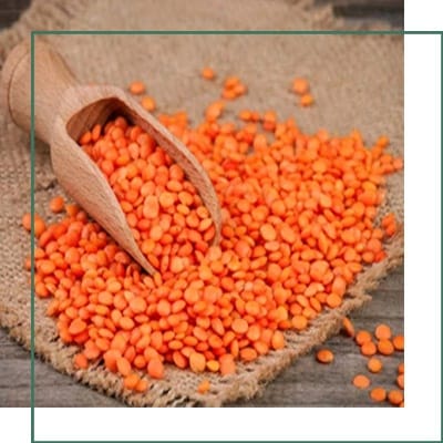 Masur Extract Manufacturer - Supplier, Exporter, india