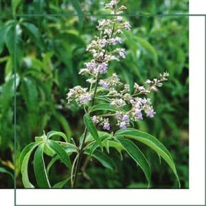 Vitex Negundo Leaf Extracts Manufacturer – India, Exporter